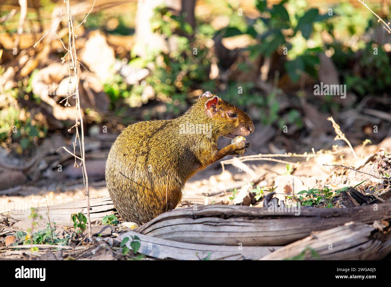 Azara's agouti (Dasyprocta azarae) Pantanal Brazil Stock Photo - Alamy