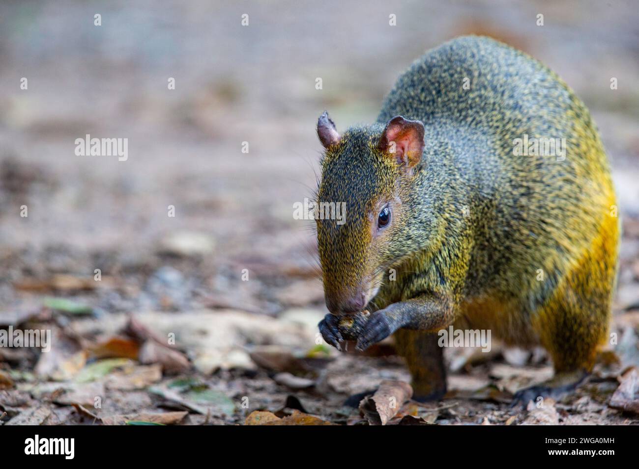 Azara's agouti (Dasyprocta azarae) Pantanal Brazil Stock Photo - Alamy