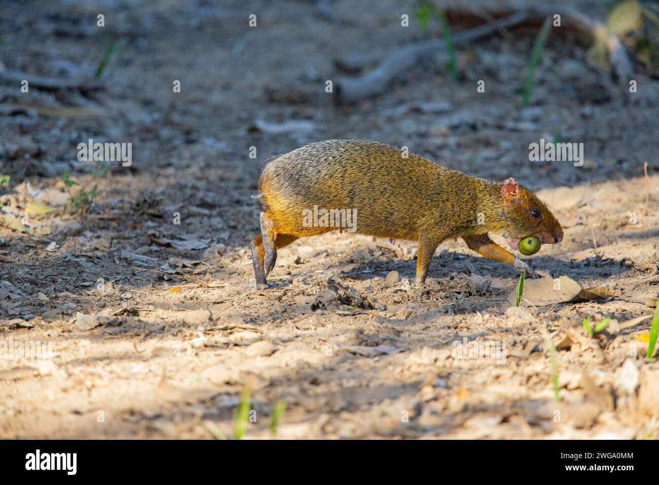Azaras agouti dasyprocta azarae hi-res stock photography and images - Alamy