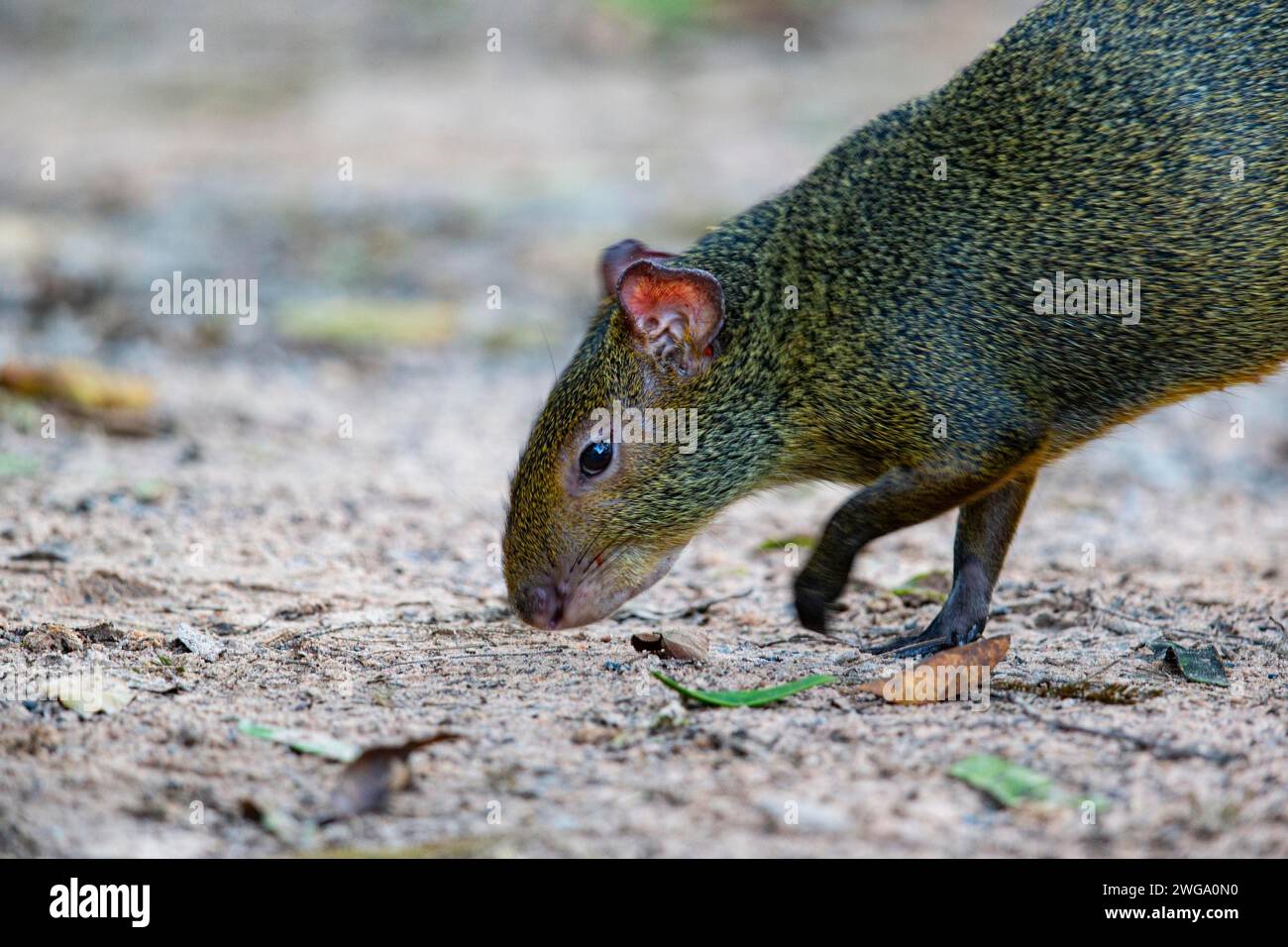 Azaras agouti dasyprocta azarae hi-res stock photography and images - Alamy