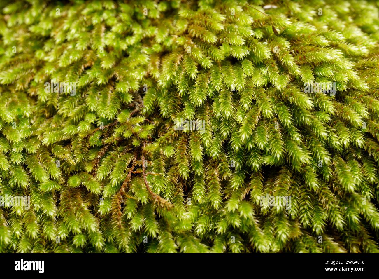 Close-up detail of fresh green moss texture background Stock Photo - Alamy
