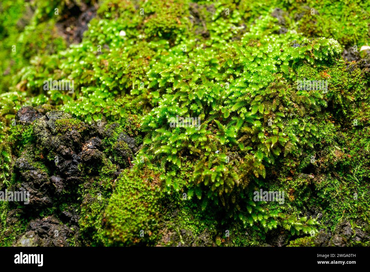Green moss texture hi-res stock photography and images - Alamy