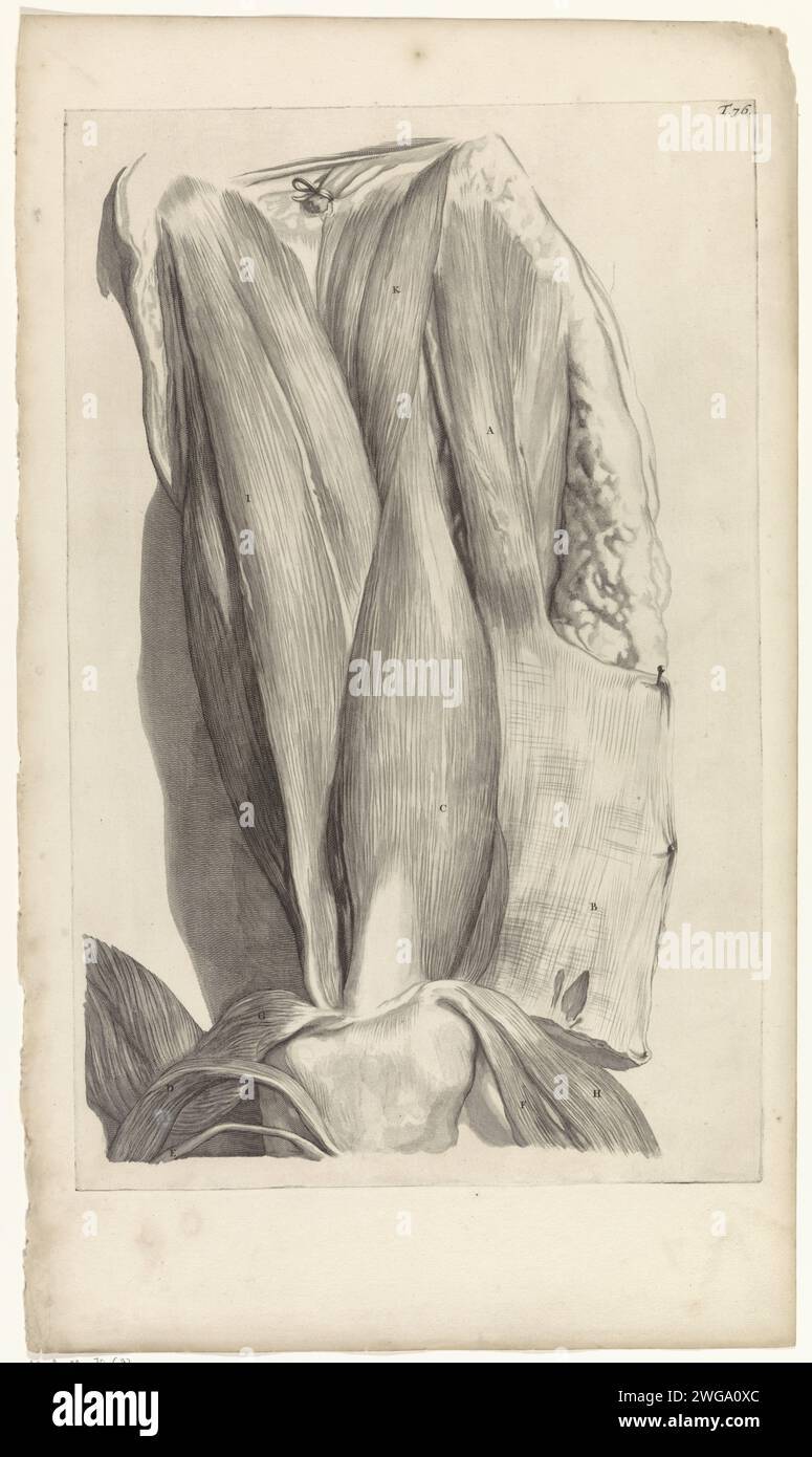 Second anatomical study of the muscles of the left thigh, Pieter van ...