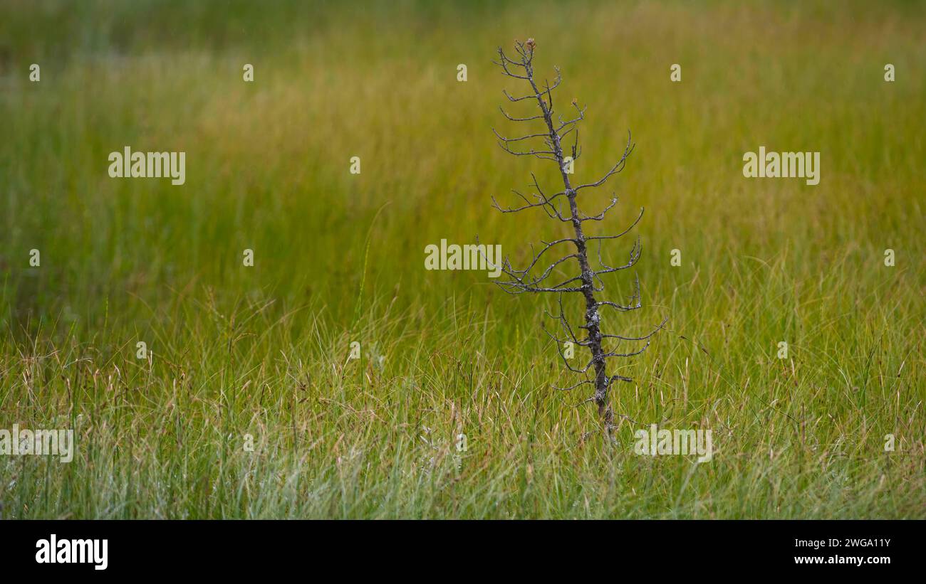 Dead spruce (Picea) in a swamp, a, conifer, landscape, landscape format ...