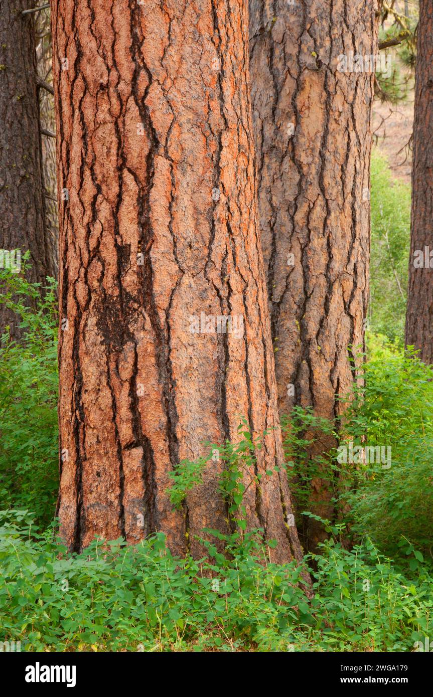 Ponderosa pine (Pinus ponderosa), Malheur National Forest, Oregon Stock ...