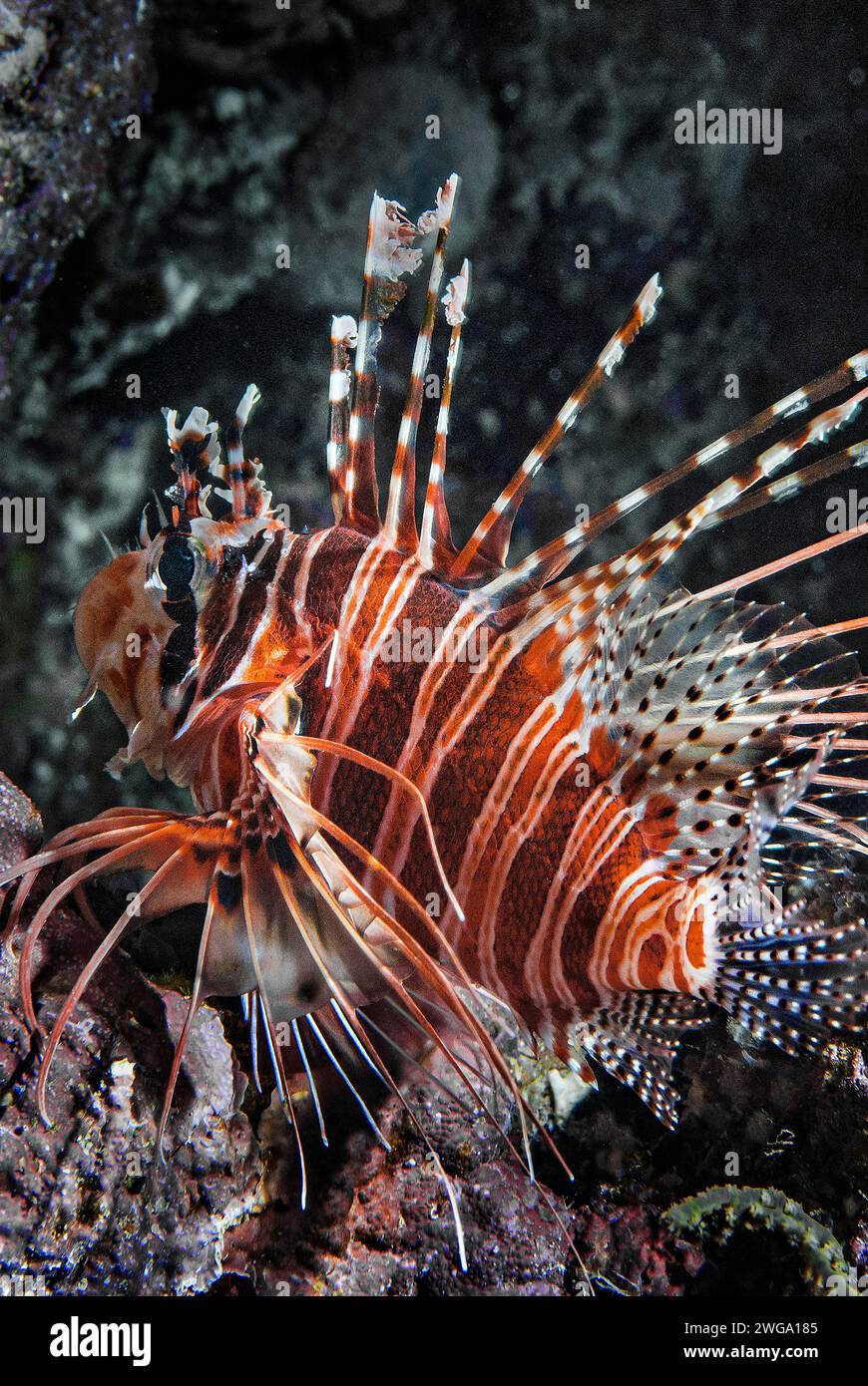 Antenna lionfish, (Pterois antennata), Wakatobi Dive Resort, Sulawesi ...