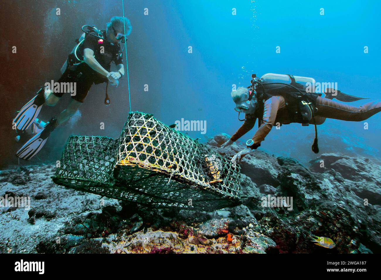 Fish trap with divers, Wakatobi Dive Resort, Sulawesi, Indonesia Stock ...