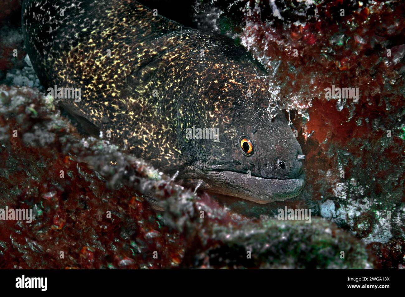 Undulated moray (Gymnothorax undulatus), Wakatobi Dive Resort, Sulawesi ...