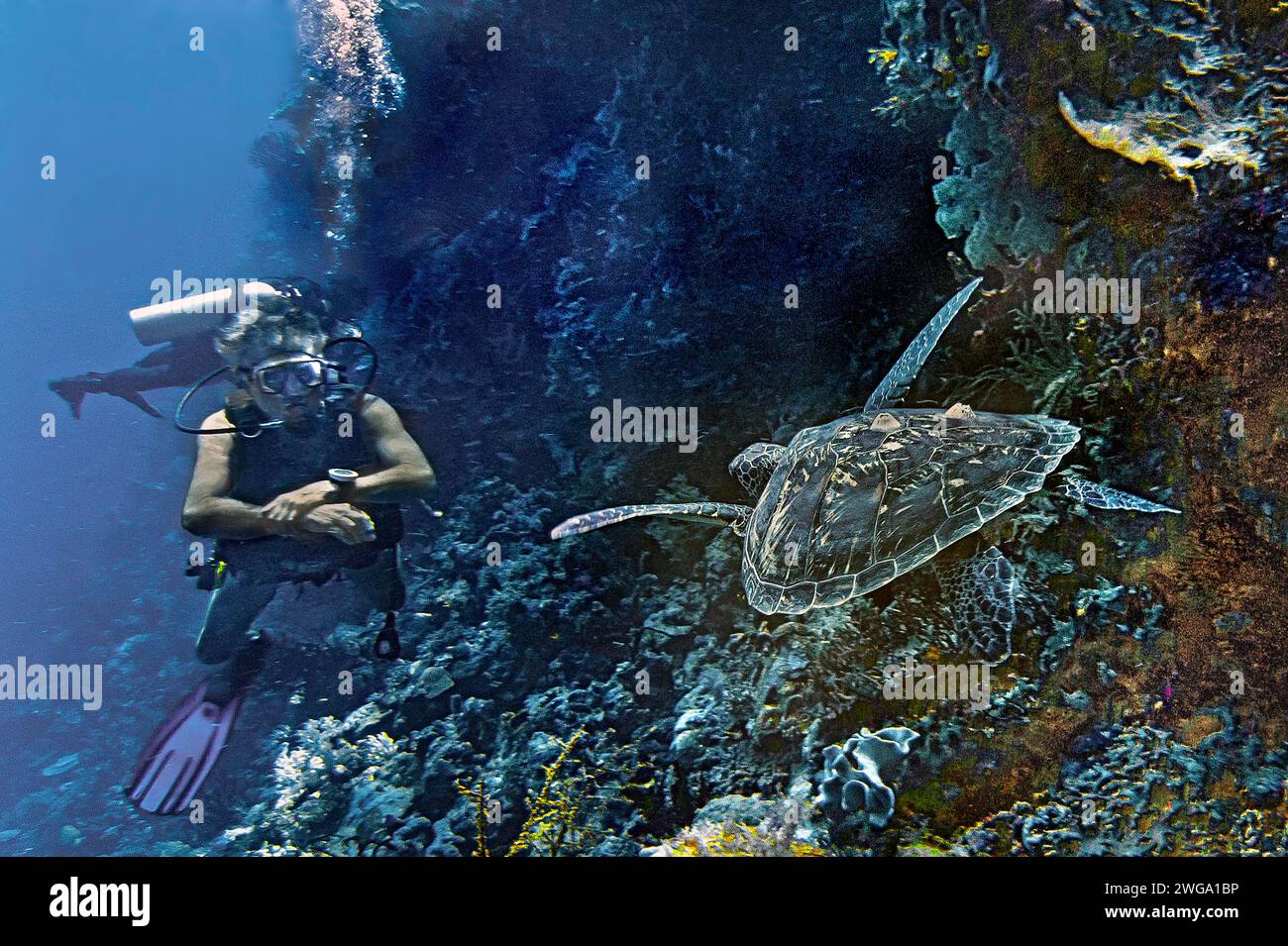 Green turtle (Chelonia mydas), with barnacles and divers, Wakatobi Dive ...