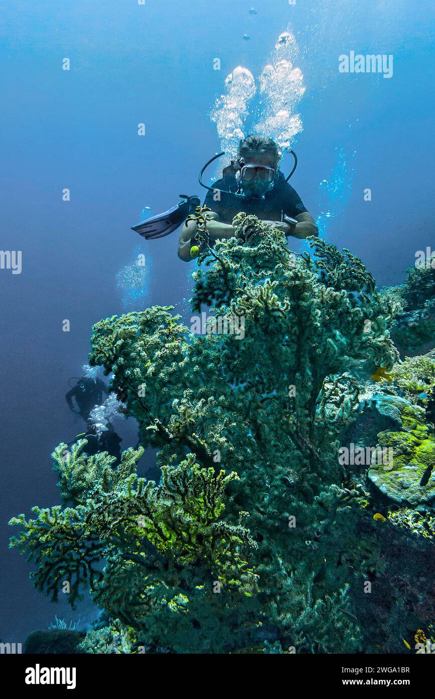Diver behind large sea fan (Gorgonacea), Wakatobi Dive Resort, Sulawesi ...