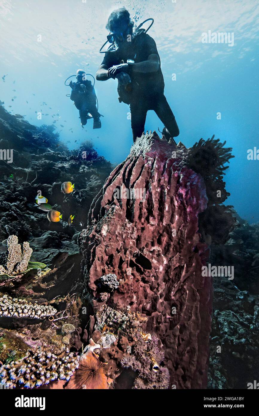 Barrel sponge (Xestospongia testudinaria), with divers, Wakatobi Dive ...