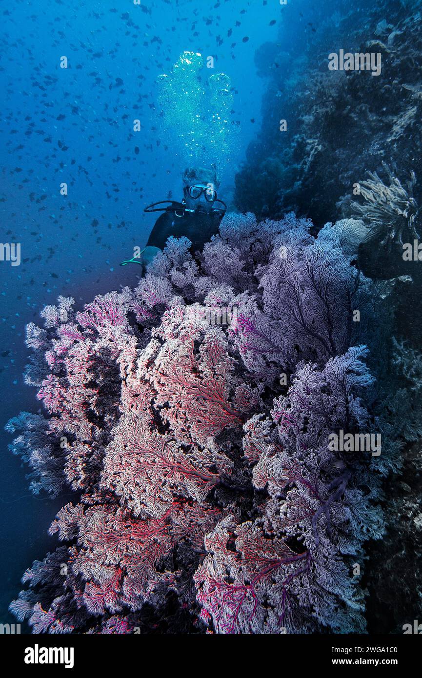 Knotted fan coral (Melithaea ochracea) with diver, Wakatobi Dive Resort ...