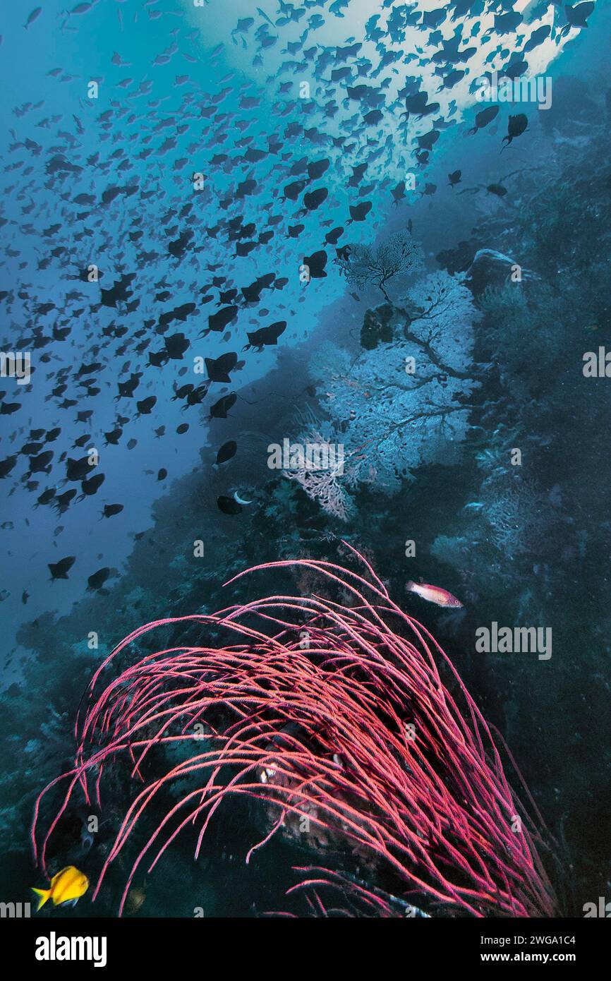 Shrub or rod gorgonian (Ellisella ceratophyta) and surgeonfishes ...