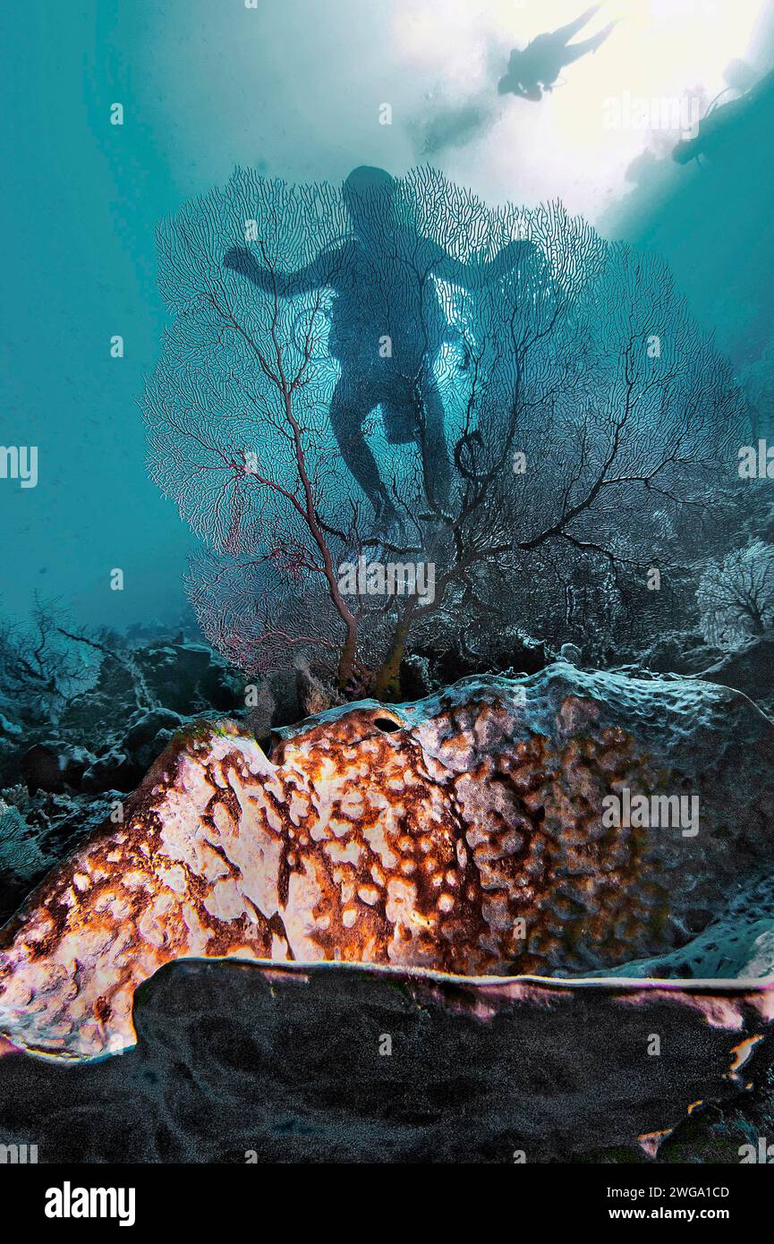 Giant barrel sponge (Xestospongia testudinaria) with diver behind ...
