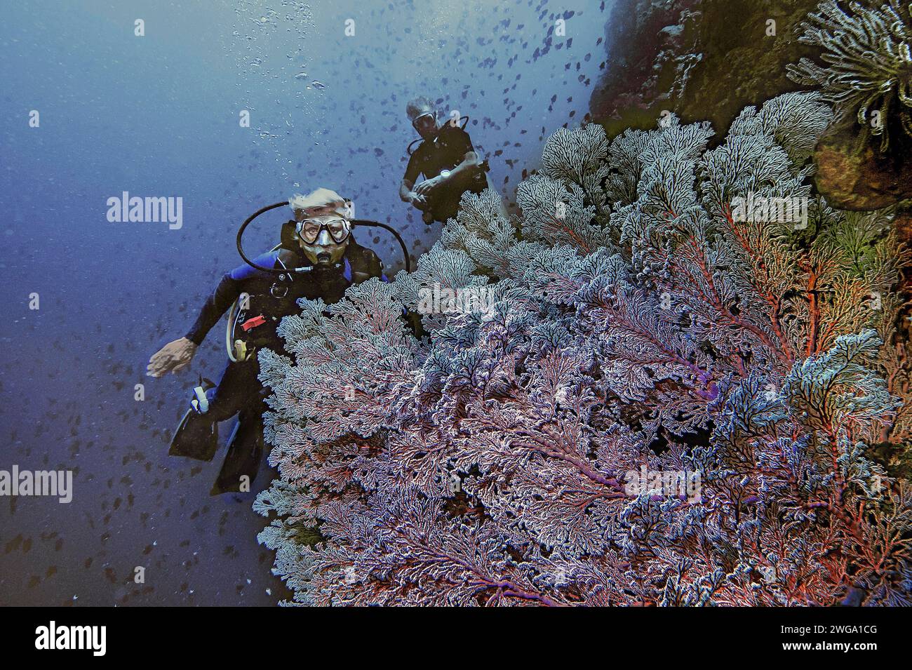 Knotted fan coral (Melithaea ochracea) with divers, Wakatobi Dive ...