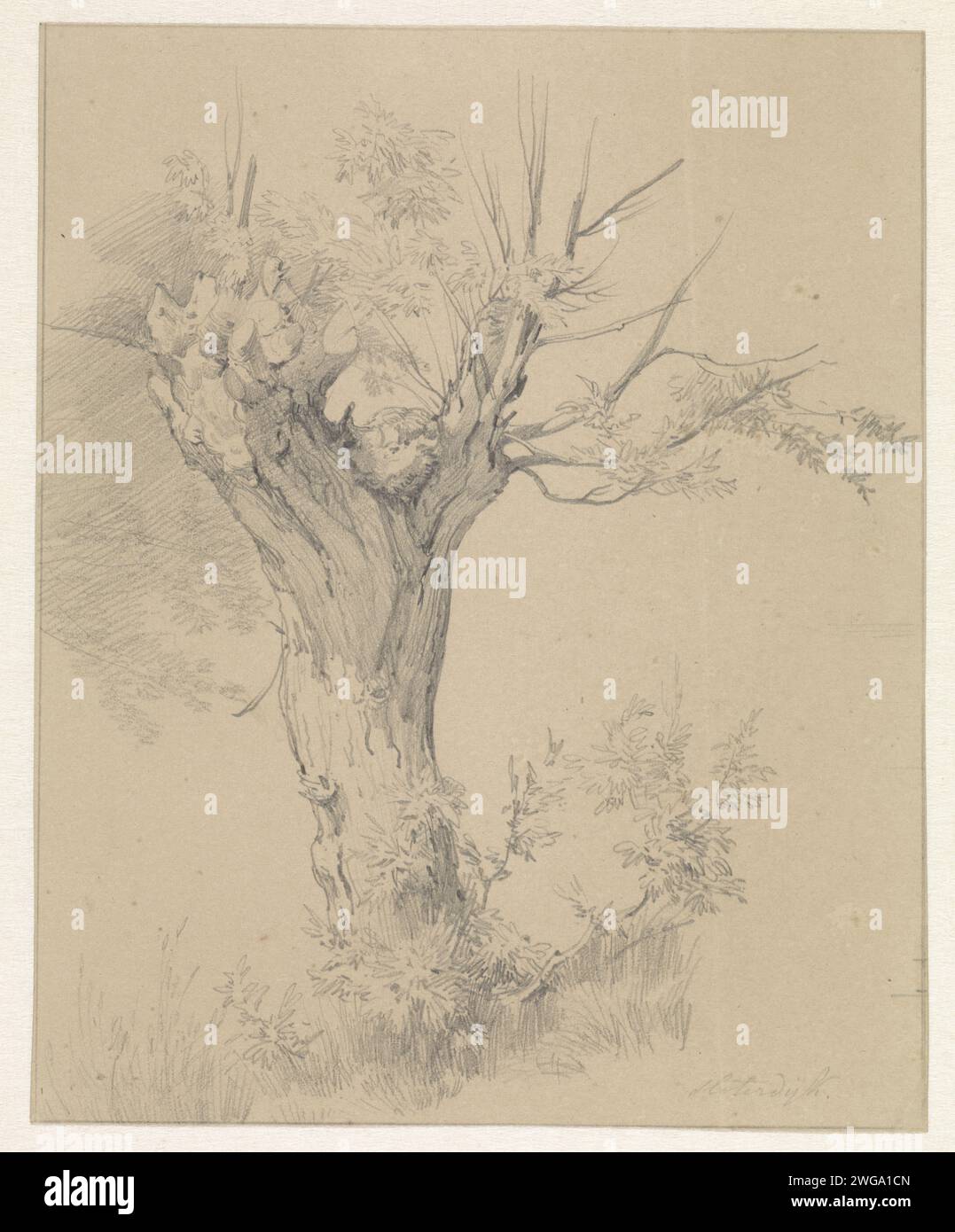 Knotwilg in Sloterdijk, Pierre Louis Dubourcq, 1825 - 1873 drawing ...