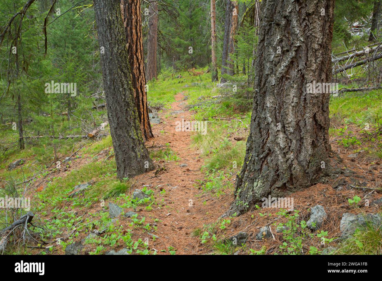 Malheur River Trail, Malheur Wild and Scenic River, Malheur National ...