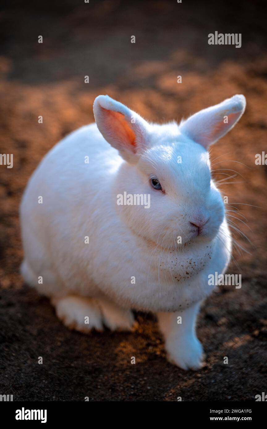 Pygmy rabbit enclosure hi-res stock photography and images - Alamy