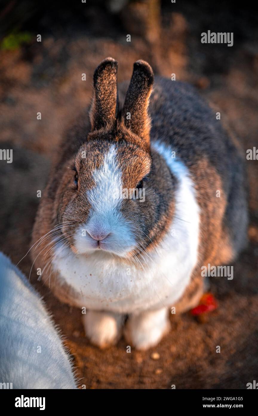 Pygmy rabbit enclosure hi-res stock photography and images - Alamy Pygmy rabbit enclosure hi-res stock photography and images - Alamy