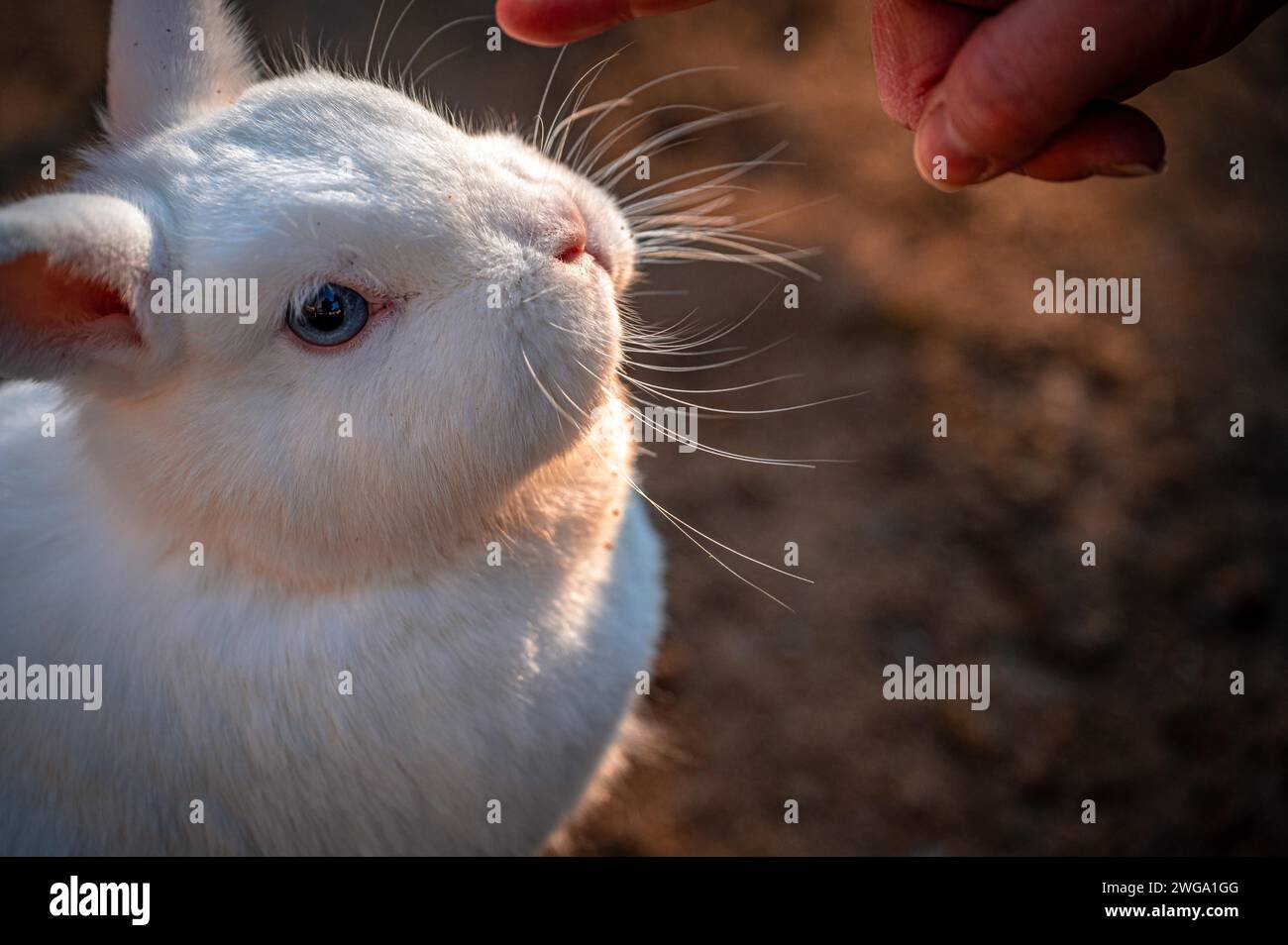 Pygmy rabbit enclosure hi-res stock photography and images - Alamy Pygmy rabbit enclosure hi-res stock photography and images - Alamy