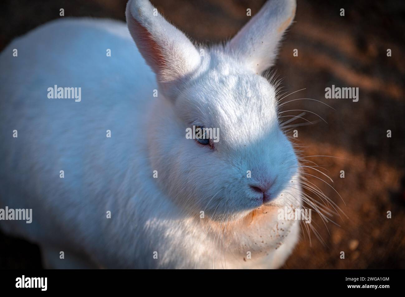 Pygmy rabbit enclosure hi-res stock photography and images - Alamy