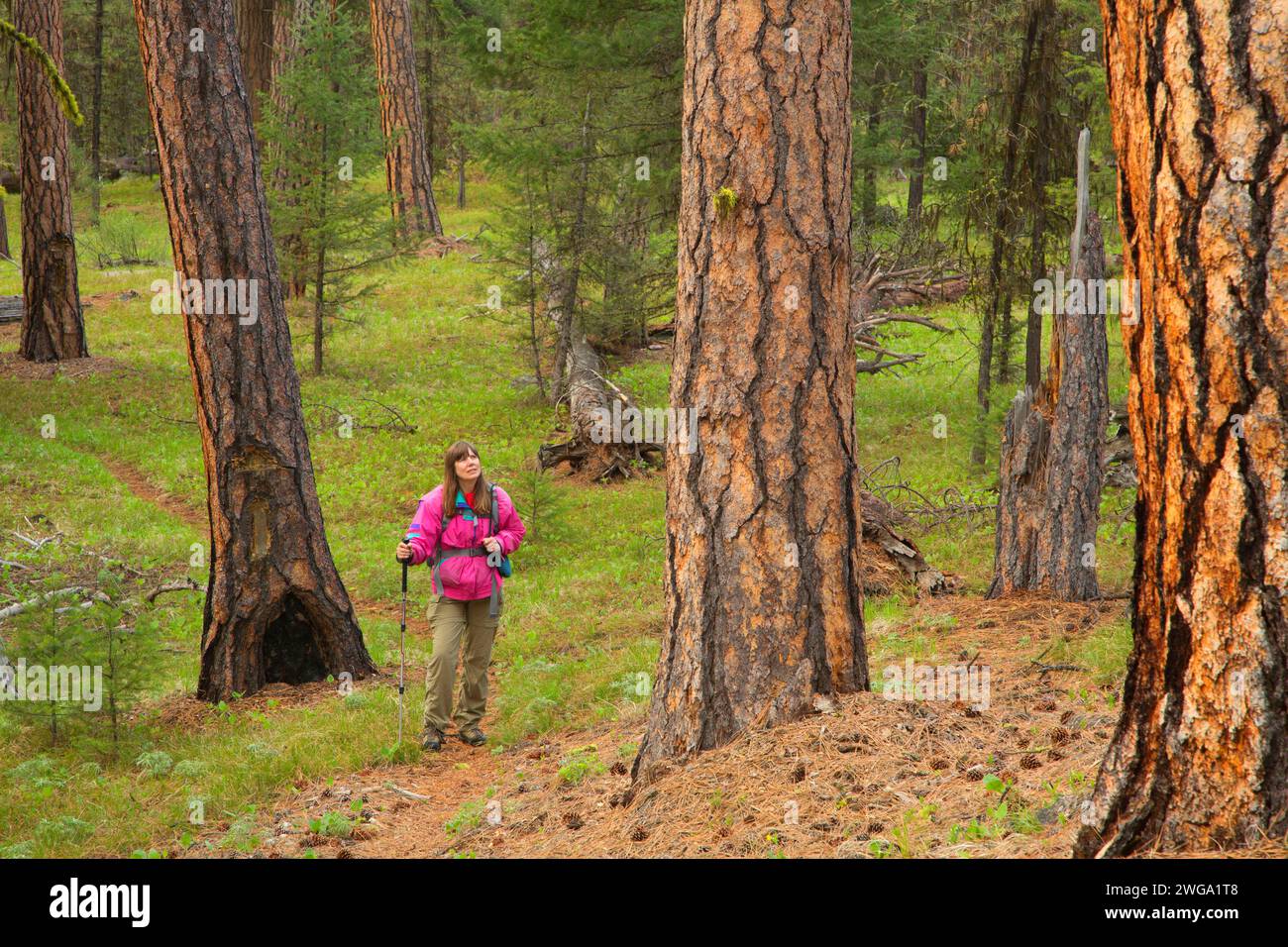 Malheur River Trail with ponderosa pine, Malheur Wild and Scenic River ...