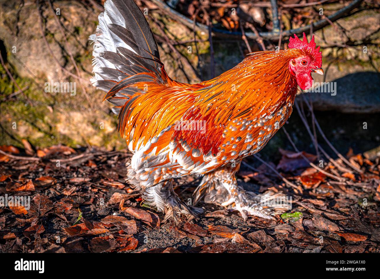 Feather-footed cock, Brahma chicken (Gallus gallus domesticus) in the ...