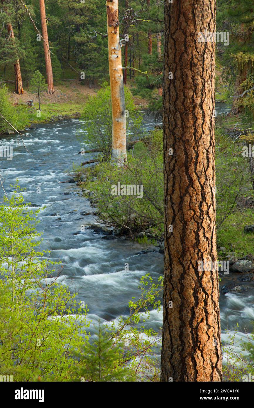 Malheur Wild and Scenic River with ponderosa pine, Malheur National ...