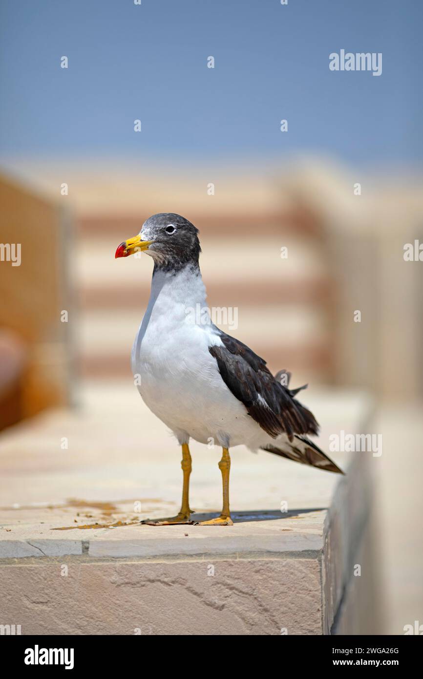 Belcher's gull (Larus belcheri) in the Reserva Nacional de Paracas, Ica ...