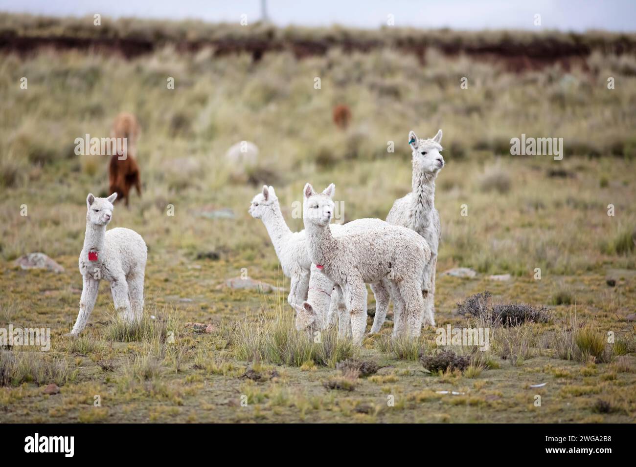 Alpacas (Vicugna pacos) in the Reserva Nacional de Salinas y Aguada ...