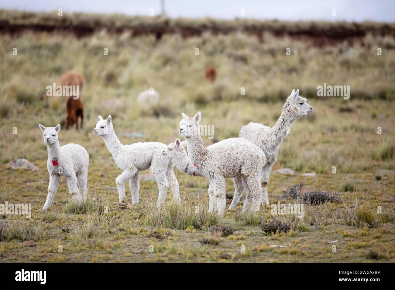 Alpacas (Vicugna pacos) in the Reserva Nacional de Salinas y Aguada ...