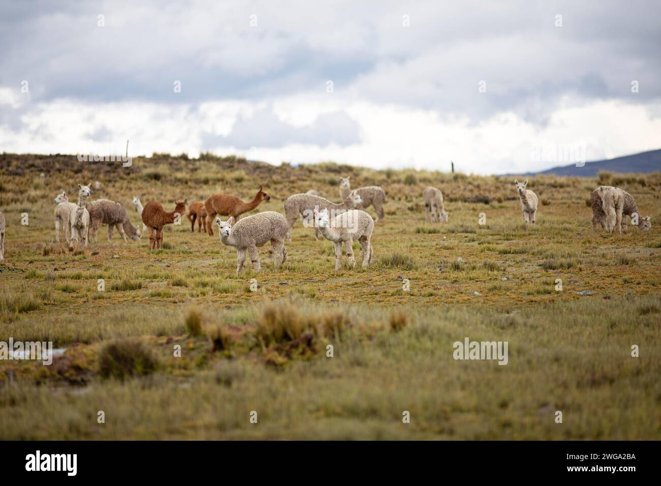 Alpacas (Vicugna pacos) in the Reserva Nacional de Salinas y Aguada ...