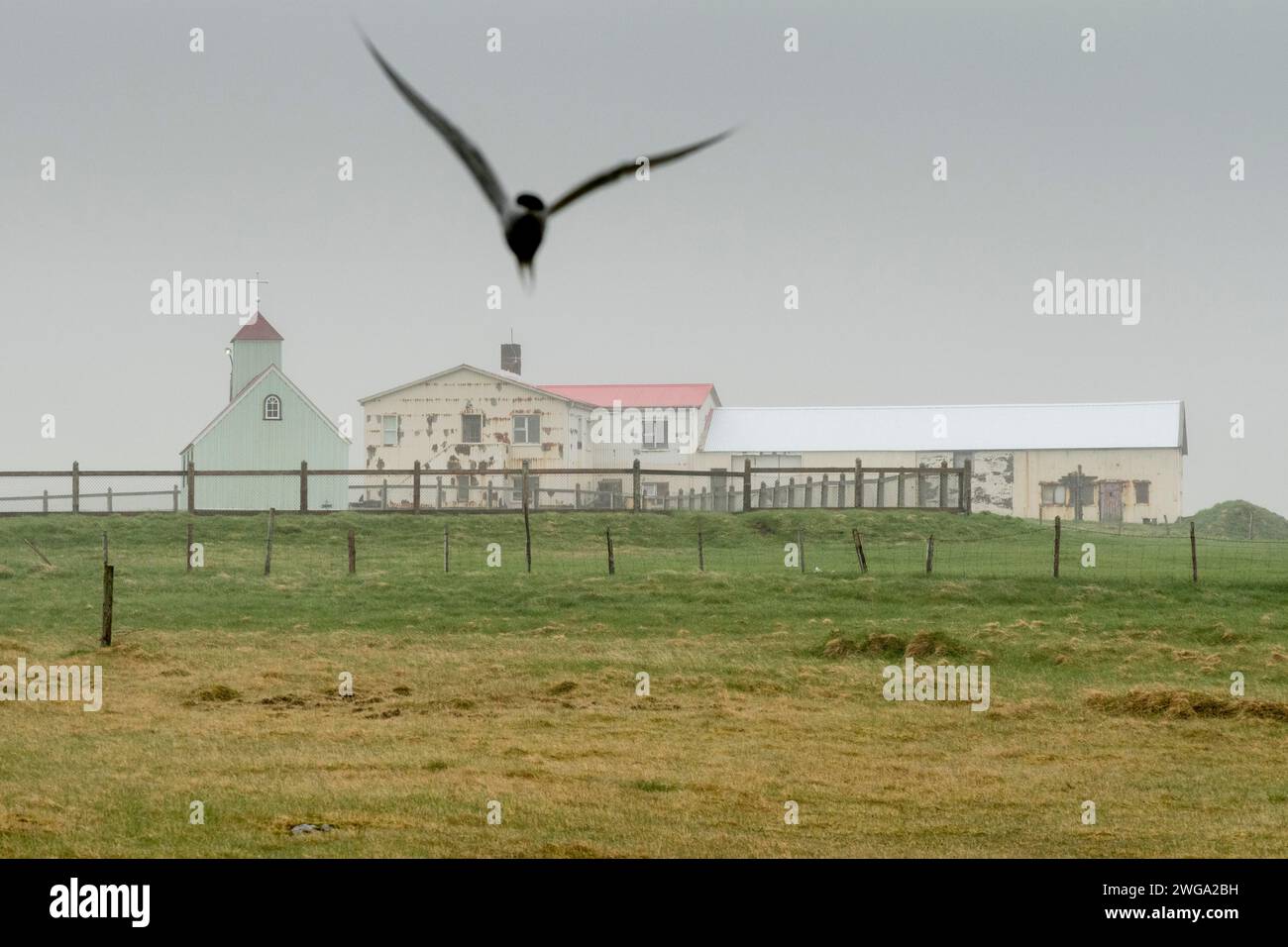 Farm with church, Arctic tern, Strandir, Arnes, Westfjords, Iceland ...