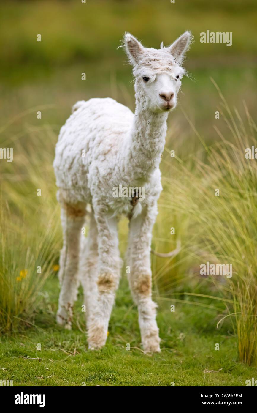 Alpaca (Vicugna pacos), young animal, in the Reserva Nacional de ...