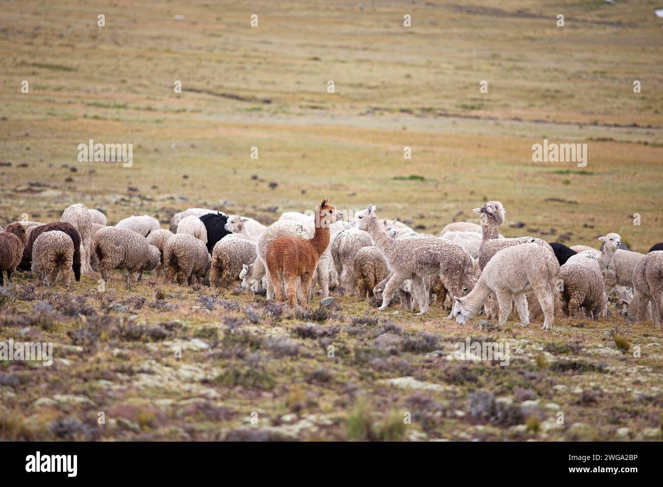 Alpacas (Vicugna pacos) in the Reserva Nacional de Salinas y Aguada ...