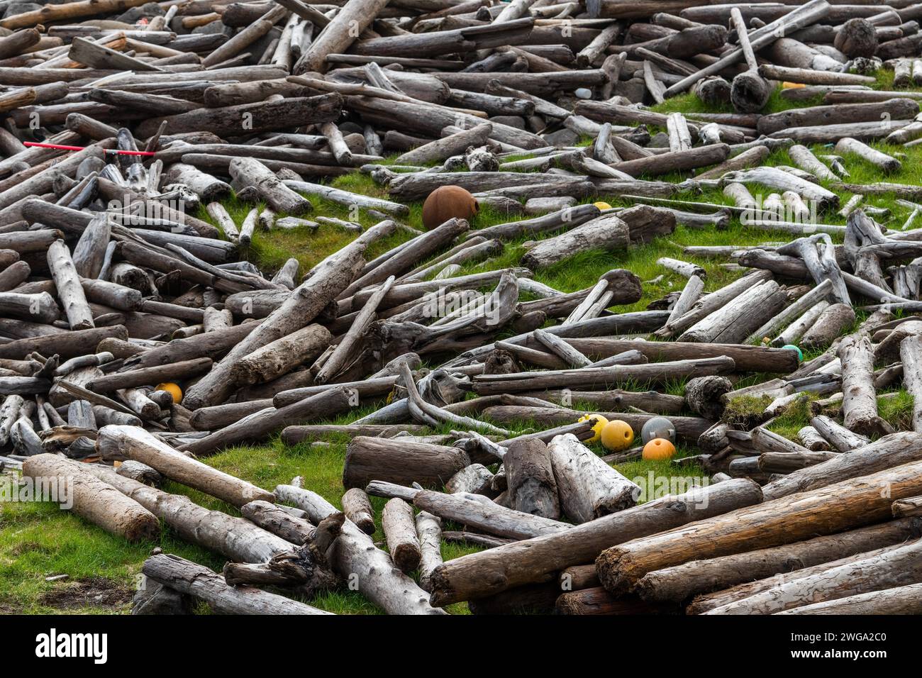 Driftwood, flotsam, Reykjarfjoerour, Strandir, Arnes, Westfjords ...