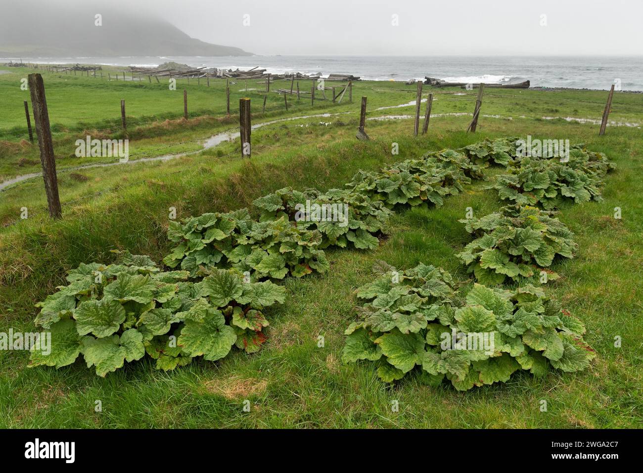 Rhubarb (Rheum rhabarbarum), common rhubarb, also known as vegetable ...