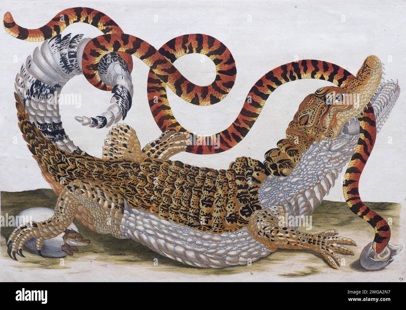 Crocodile caiman fighting with a coral snake, hand-coloured copperplate ...