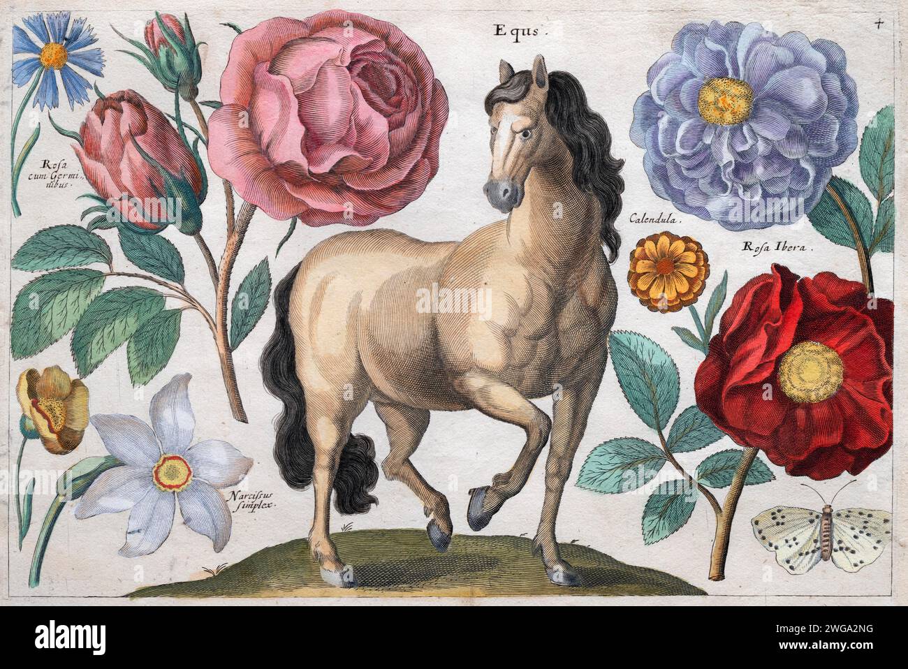 Horse, butterfly and roses, from Animalium, ferarum, bestiarum, florum ...