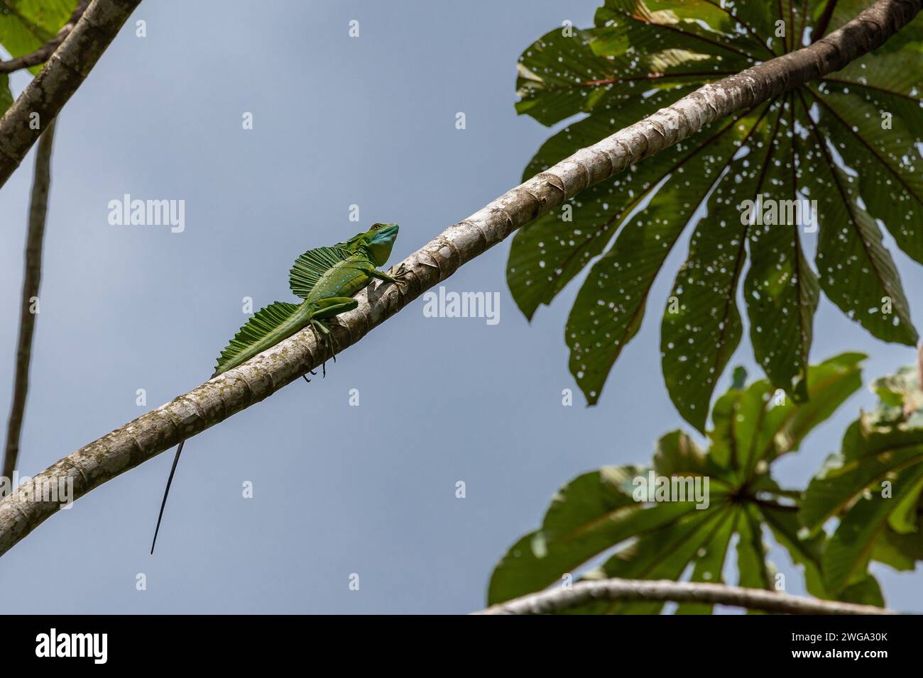 Basiliscus plumifrons, feather-bush basilisk, Jesus Christ lizard Costa ...