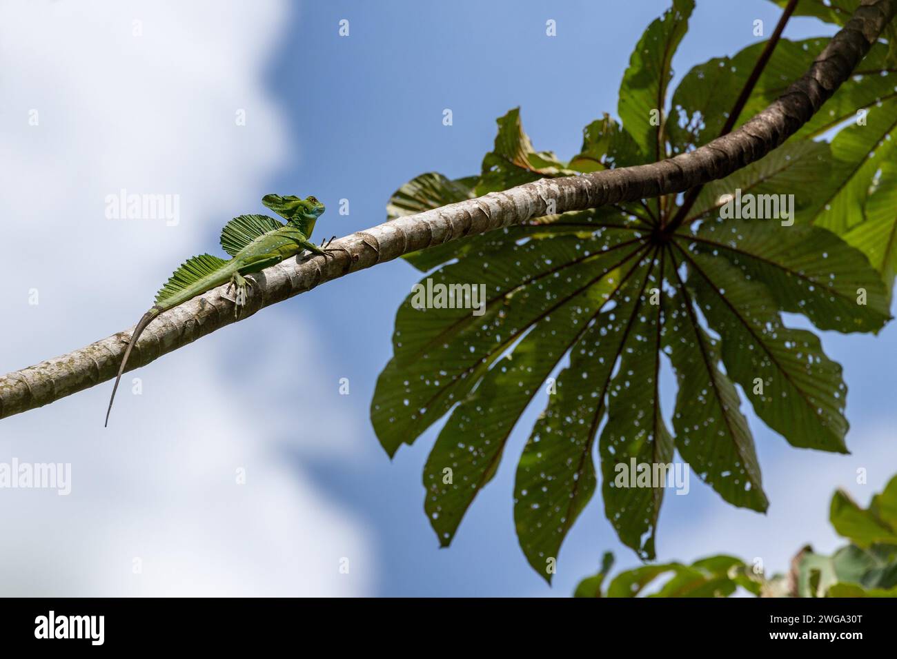 Basiliscus plumifrons, feather-bush basilisk, Jesus Christ lizard Costa ...