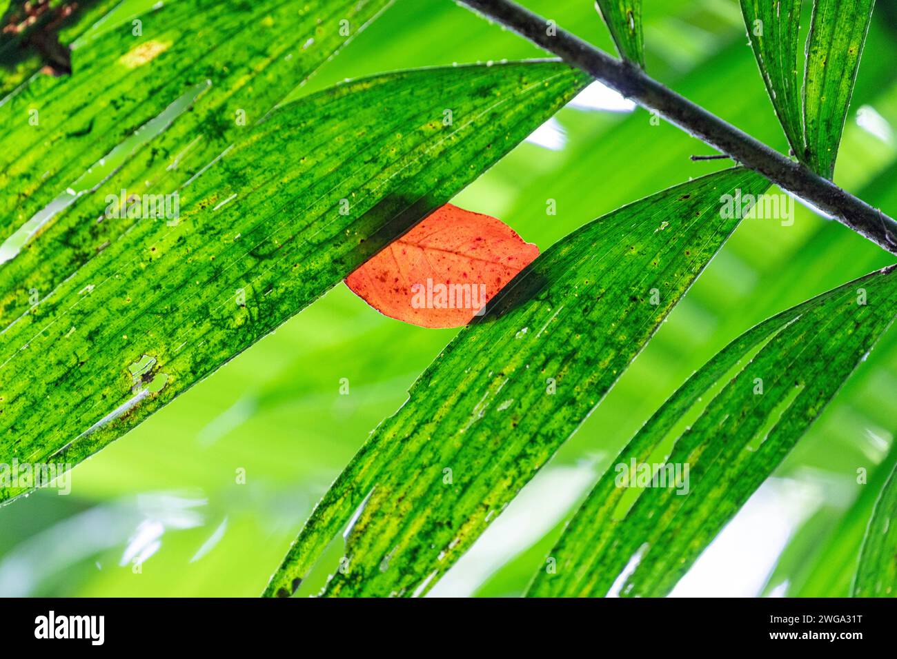 Red leaf among green foliage, rainforest of Costa Rica, Central America ...