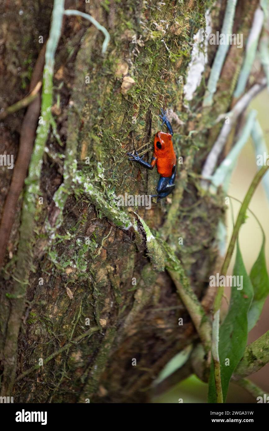 Blue Jeans Frog, Ofaga pumilio, Poison Dart Frog, Costa Rica, Central ...