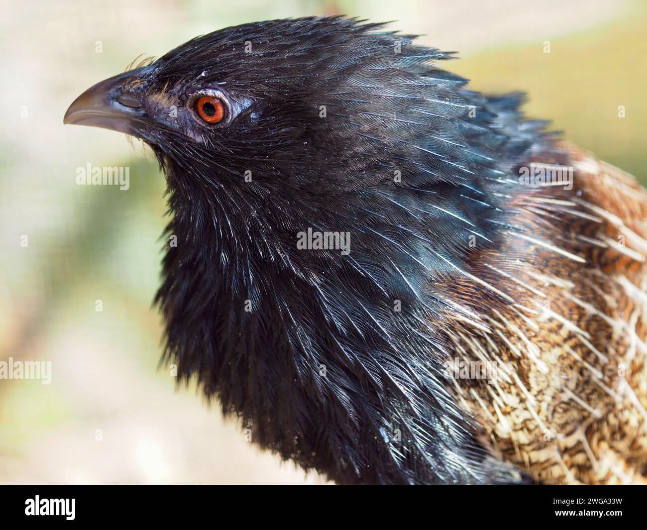 Amazing majestic female Pheasant Coucal in spectacular beauty Stock ...