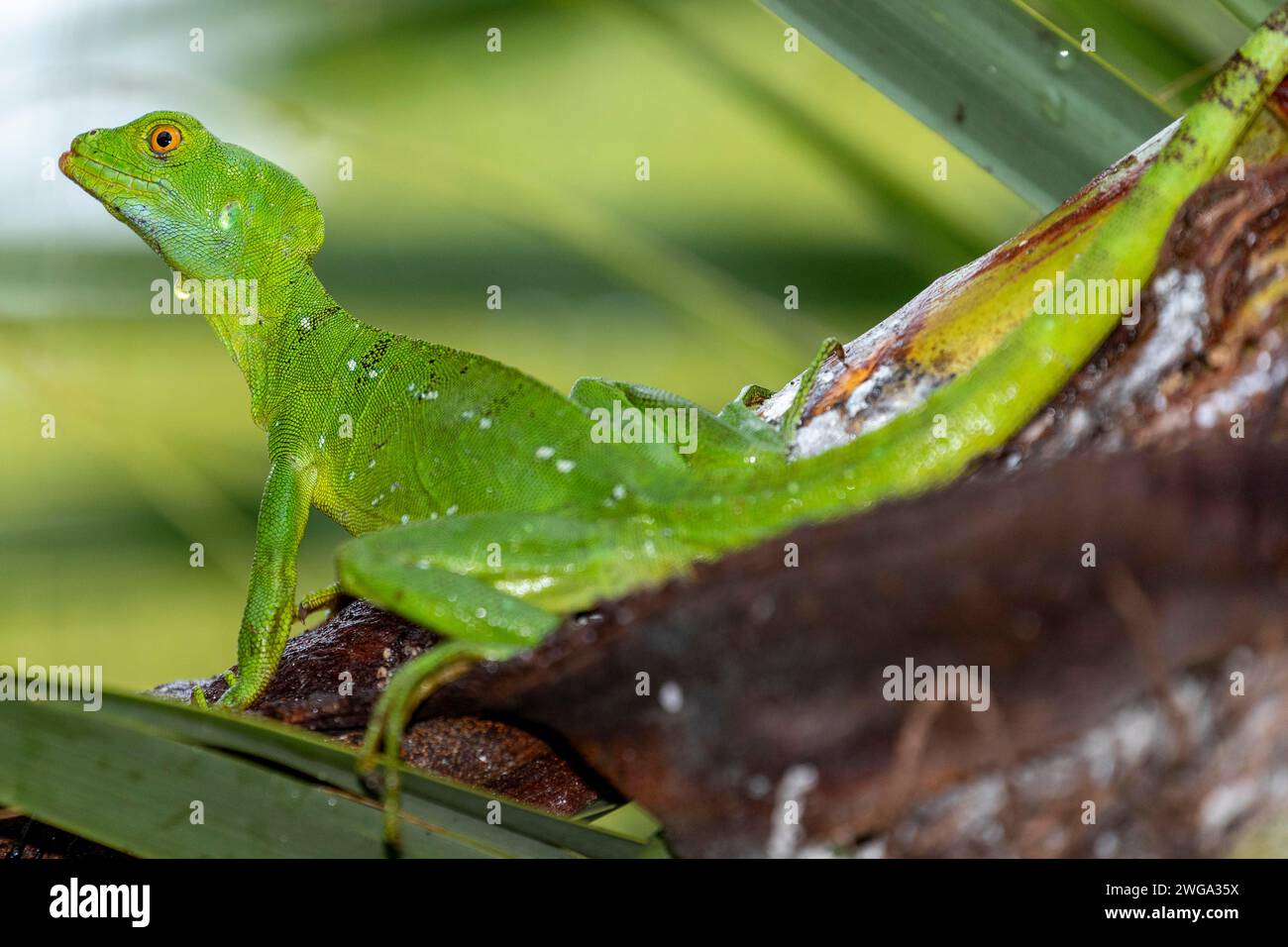 Frontal lobe basilisk, Basiliscus plumifrons, lizard, Costa Rica ...