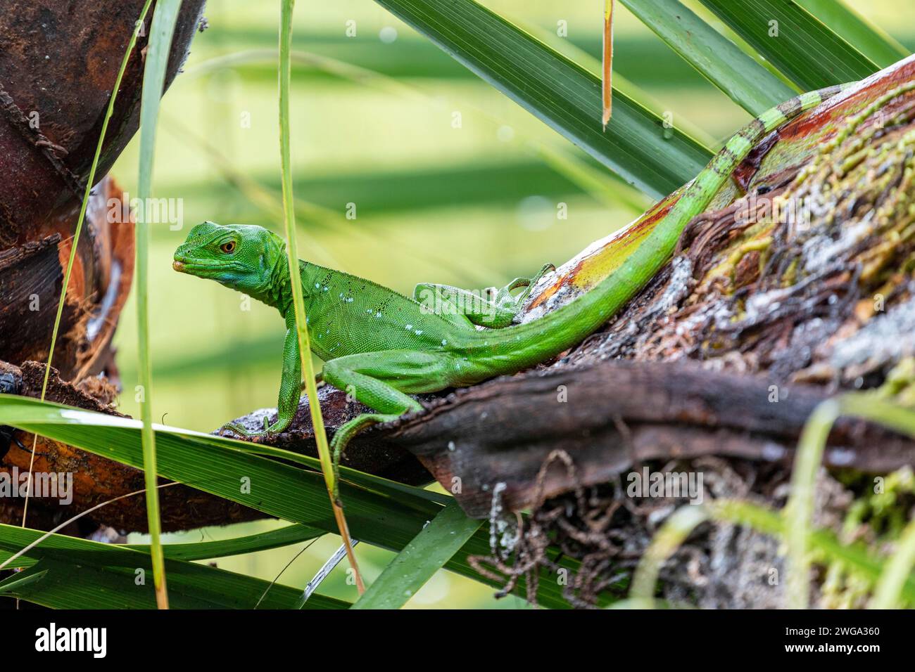 Frontal lobe basilisk, Basiliscus plumifrons, lizard, Costa Rica ...