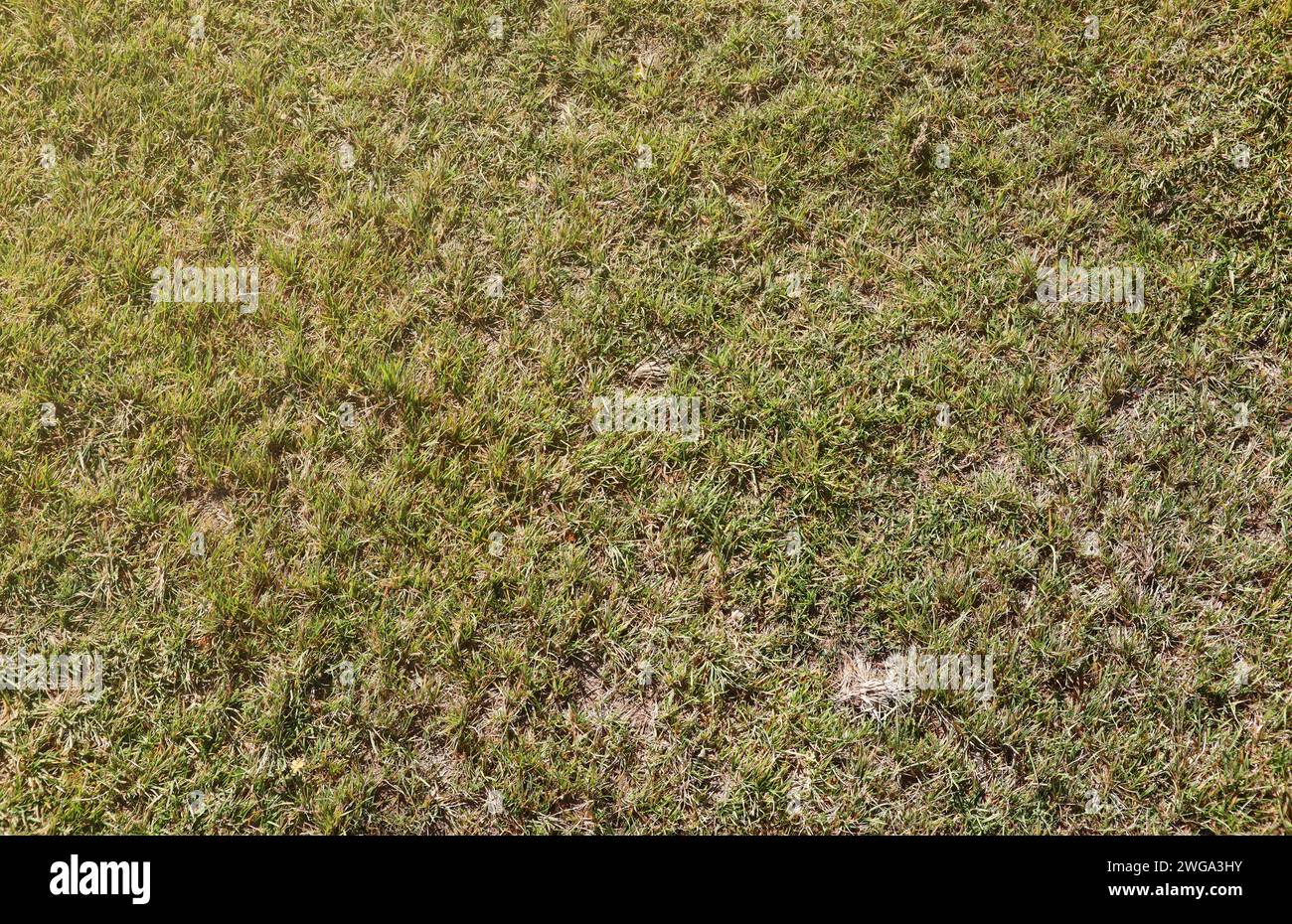 Field of fresh green grass texture as background top view horizontal ...