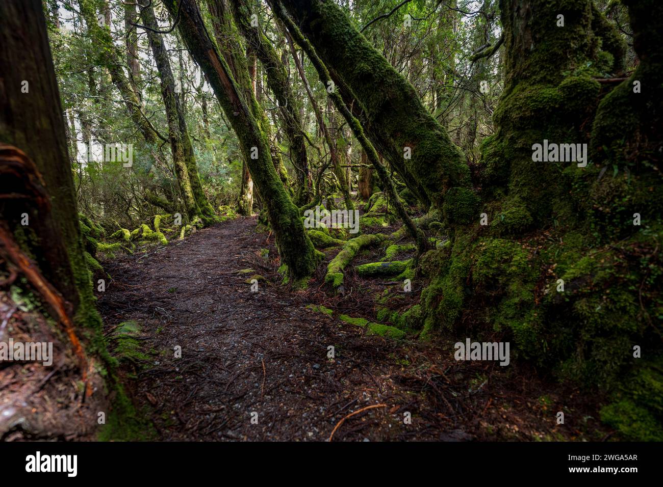 Weindorfers Forest Walk, Cradle Mountain, Australia Tasmania Stock ...