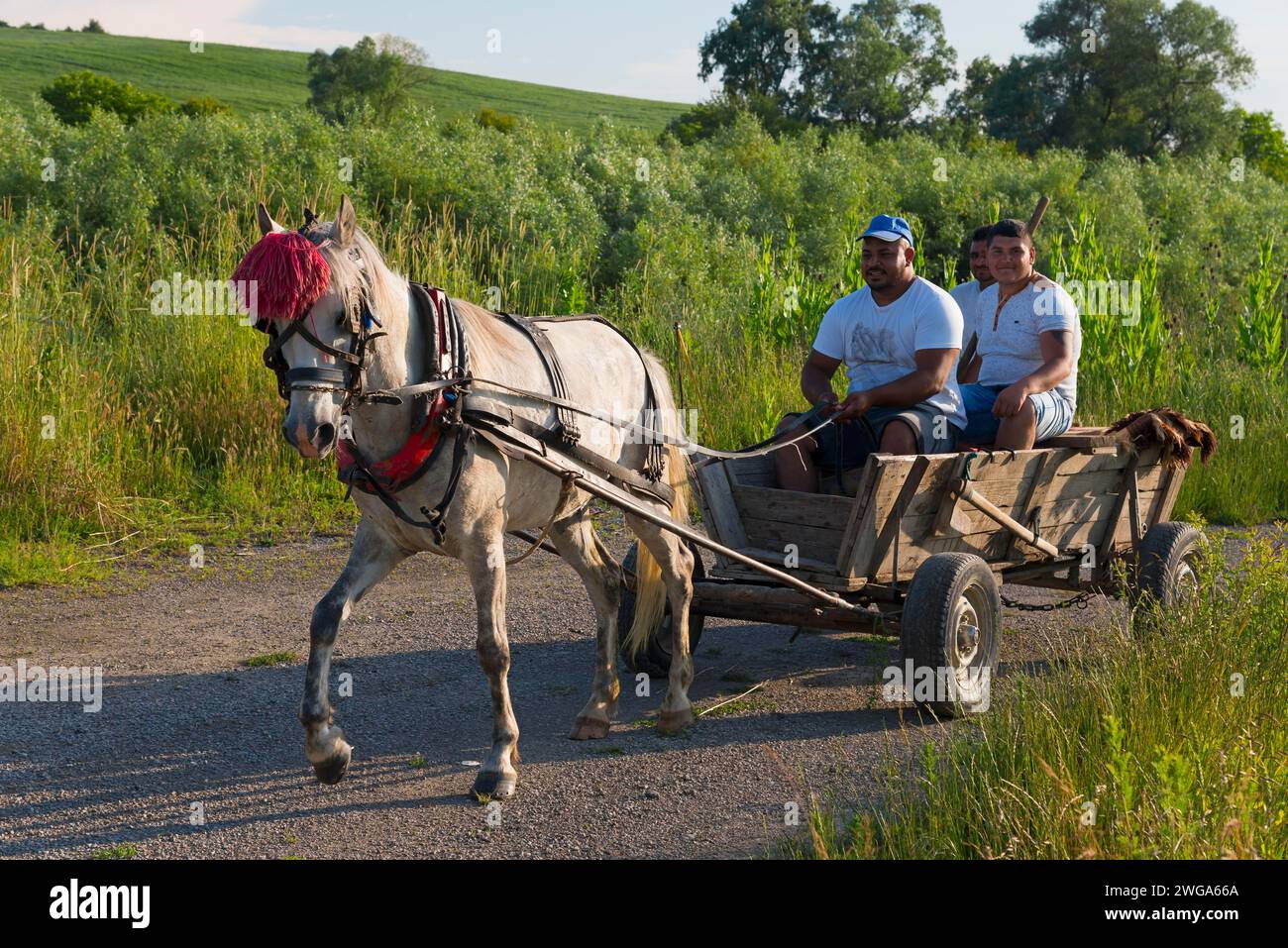 Three men travelling in a horse-drawn carriage along a path next to a ...