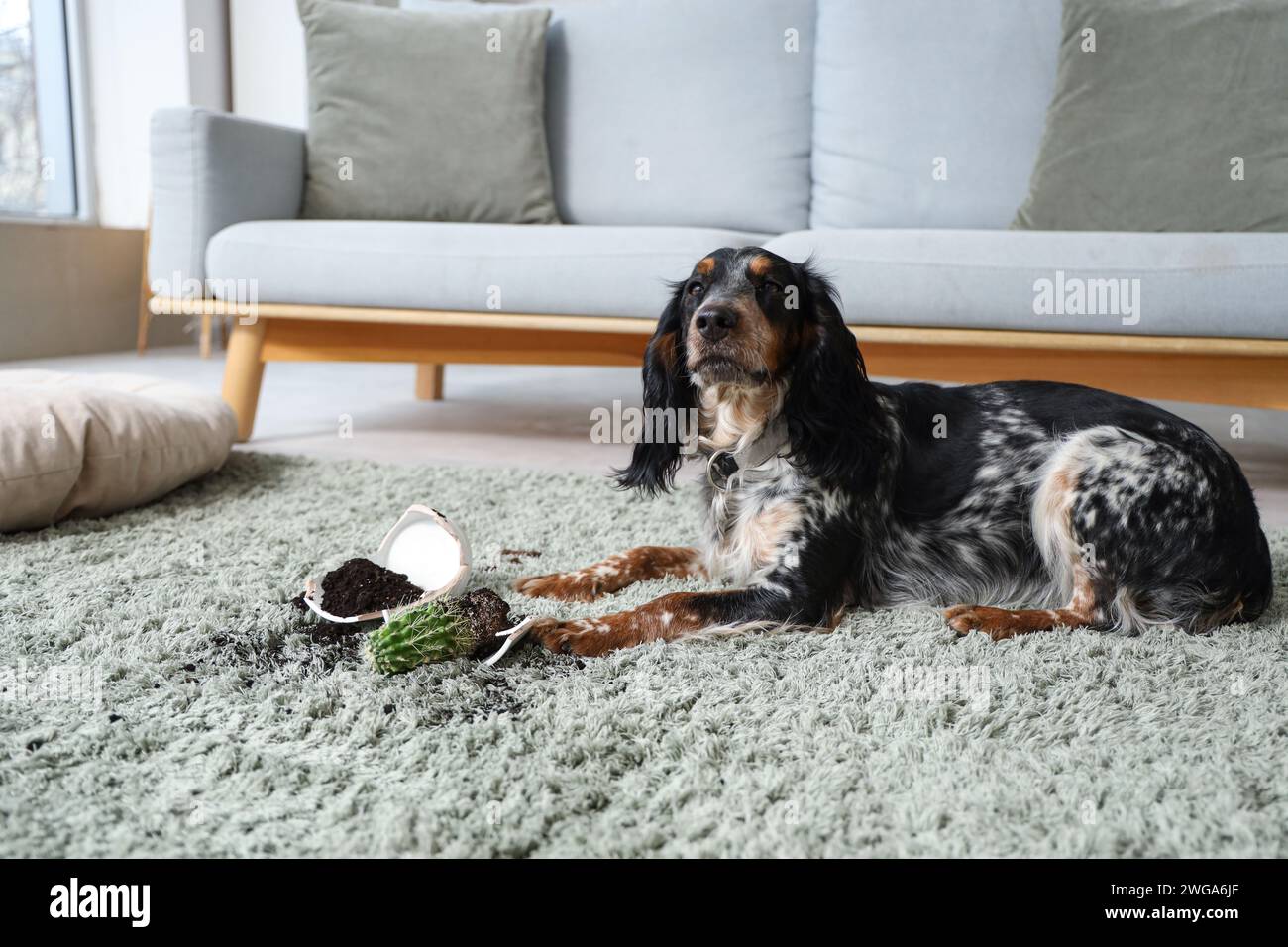 Broken cactus hi-res stock photography and images - Alamy